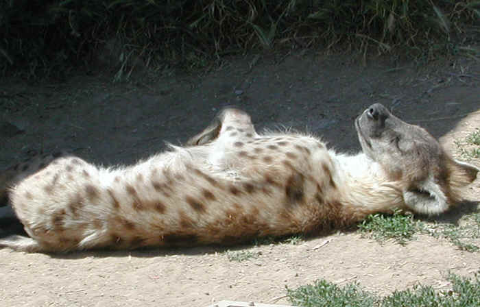 Animal Personality | Gosling